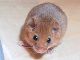 ヨーロッパヤマネ