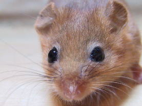 ヨーロッパヤマネ