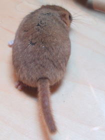 ヨーロッパヤマネ